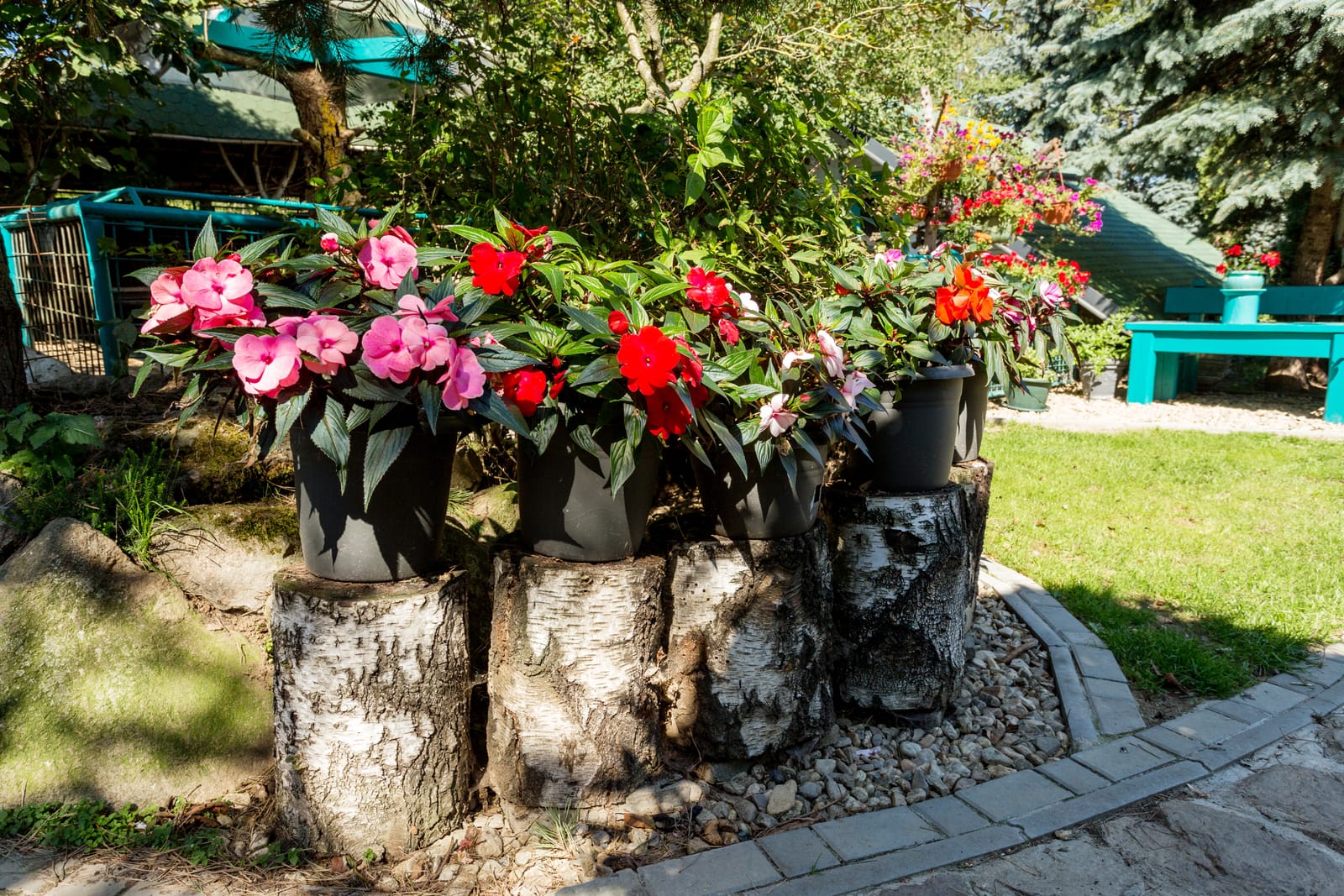 Bouture goutte de sang : guide pratique et conseils